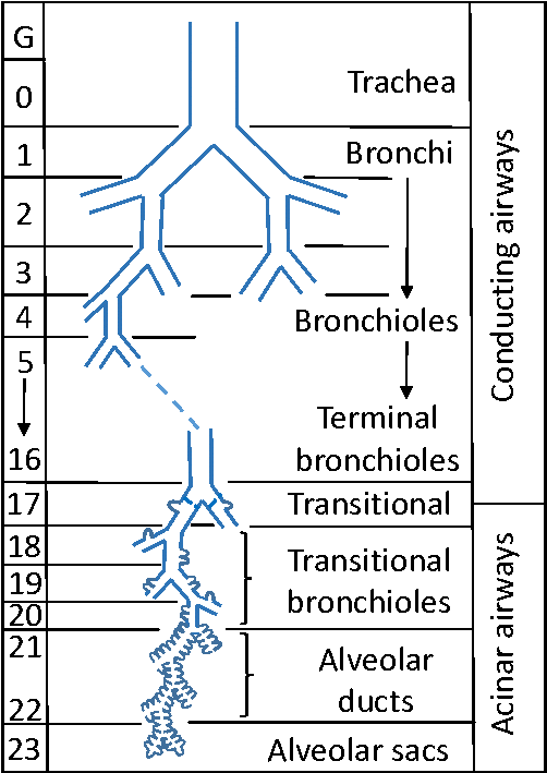 THE SCIENCE BEHIND CAPSULE-BASED DRY POWDER INHALATION TECHNOLOGY ...