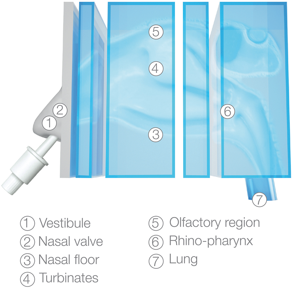 Interview: EXPLORING NASAL CASTS IN NASAL DRUG DEVELOPMENT - ONdrugDelivery