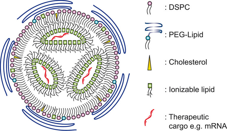 BUBBLE-WRAPPED REMEDIES: HOW LIPID-ENCASED THERAPEUTICS COULD TRANSFORM ...